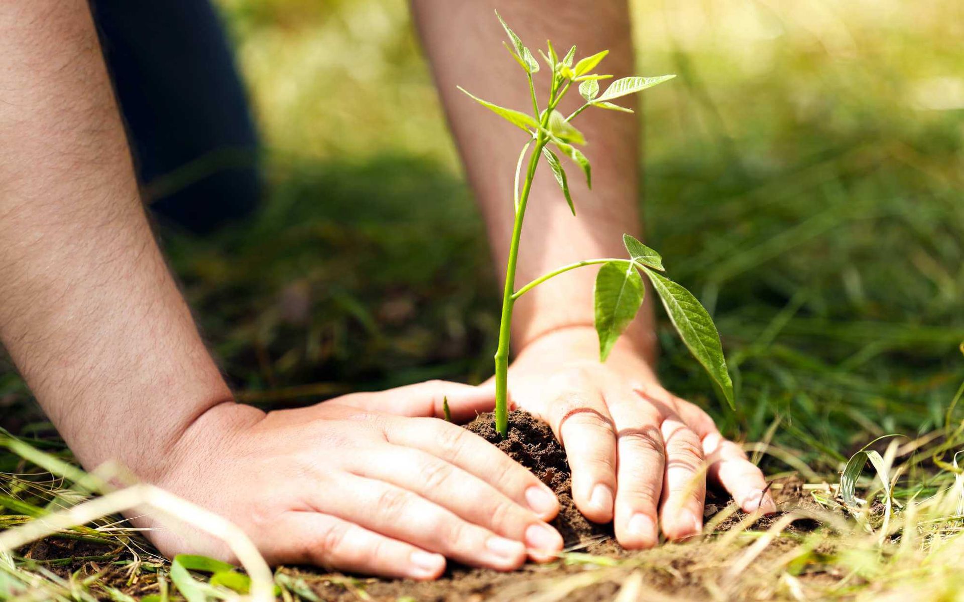 Planting in South Florida: Climate-Specific Tree Guidelines