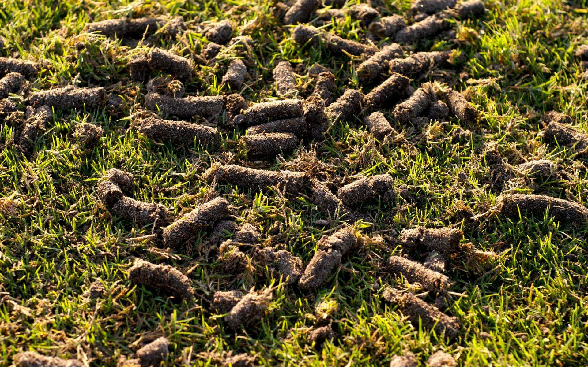 Root Revival: Unveiling the Benefits of Tree Root Aeration