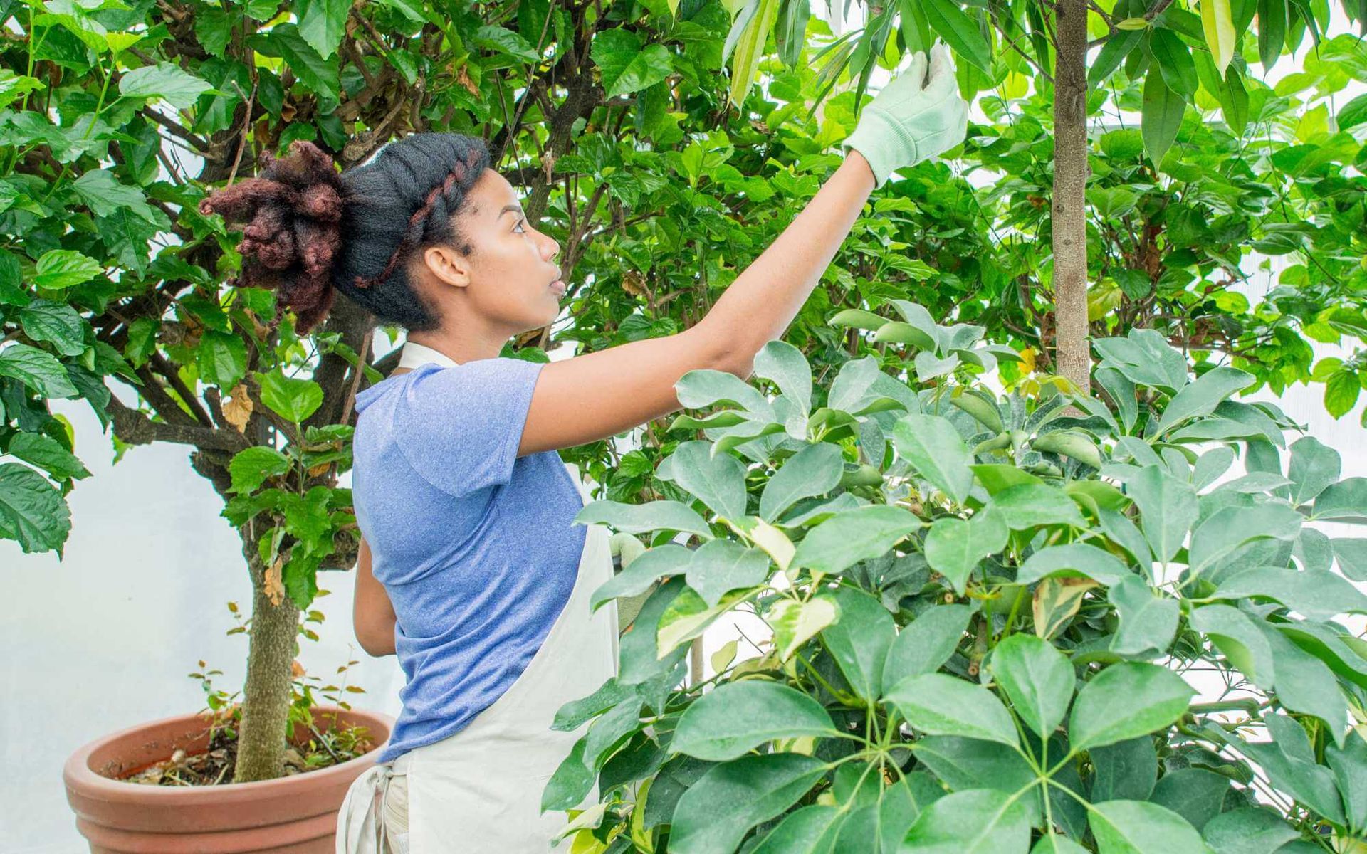 How to Conduct Tree Risk Assessment for Safety