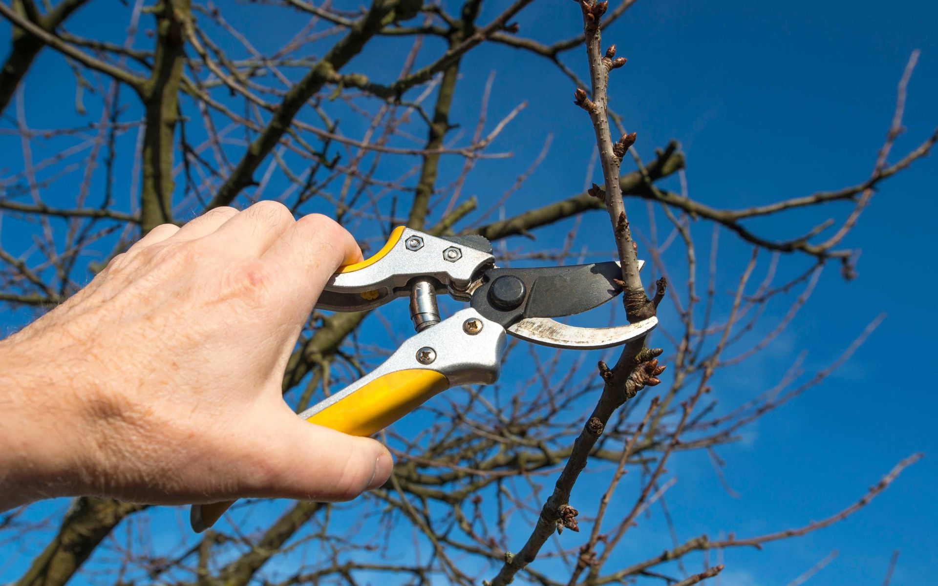 DIY Tree Pruning vs. Professional Arborist Services