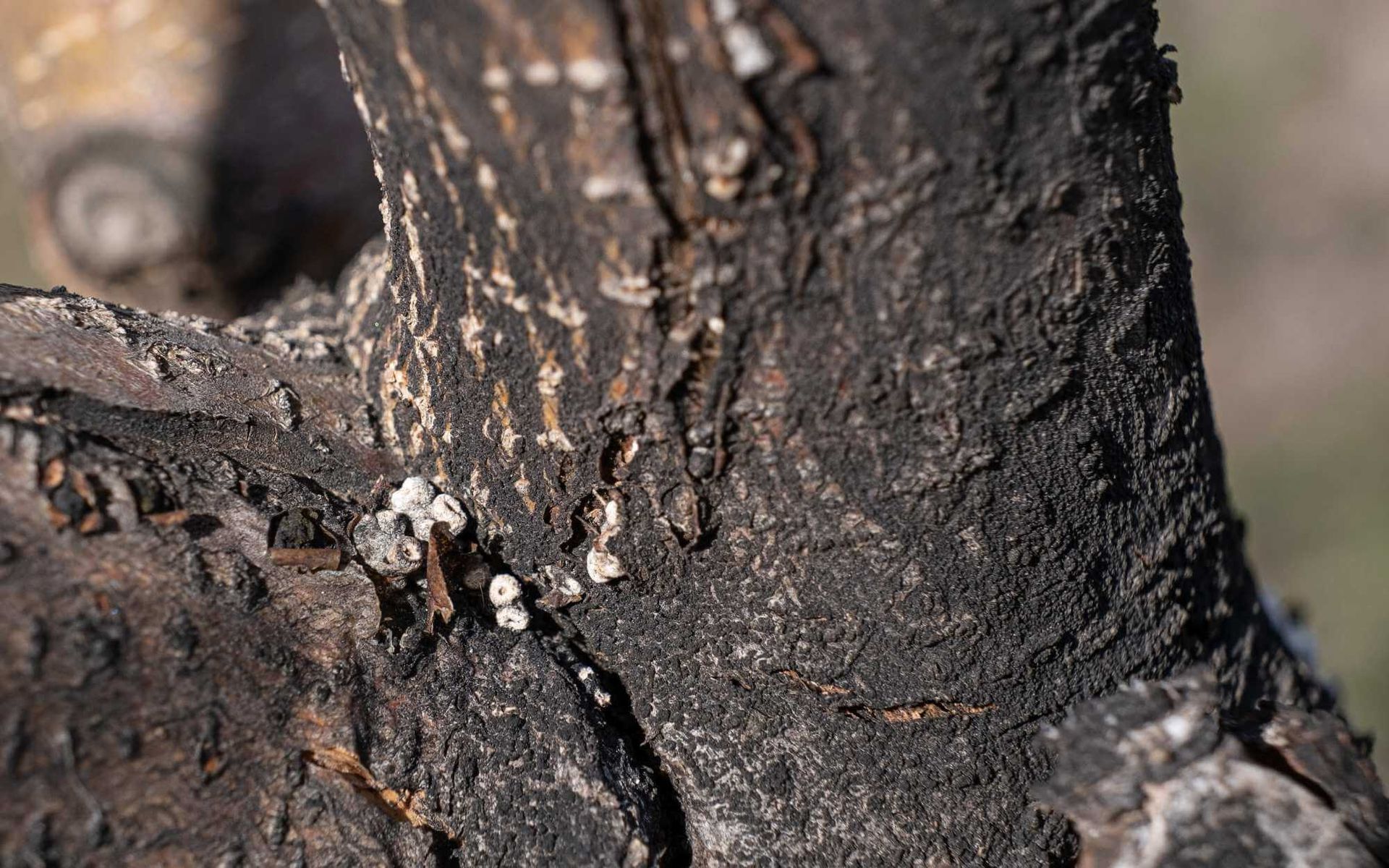 A Guide to Spotting Dangerous Trees on Your Property