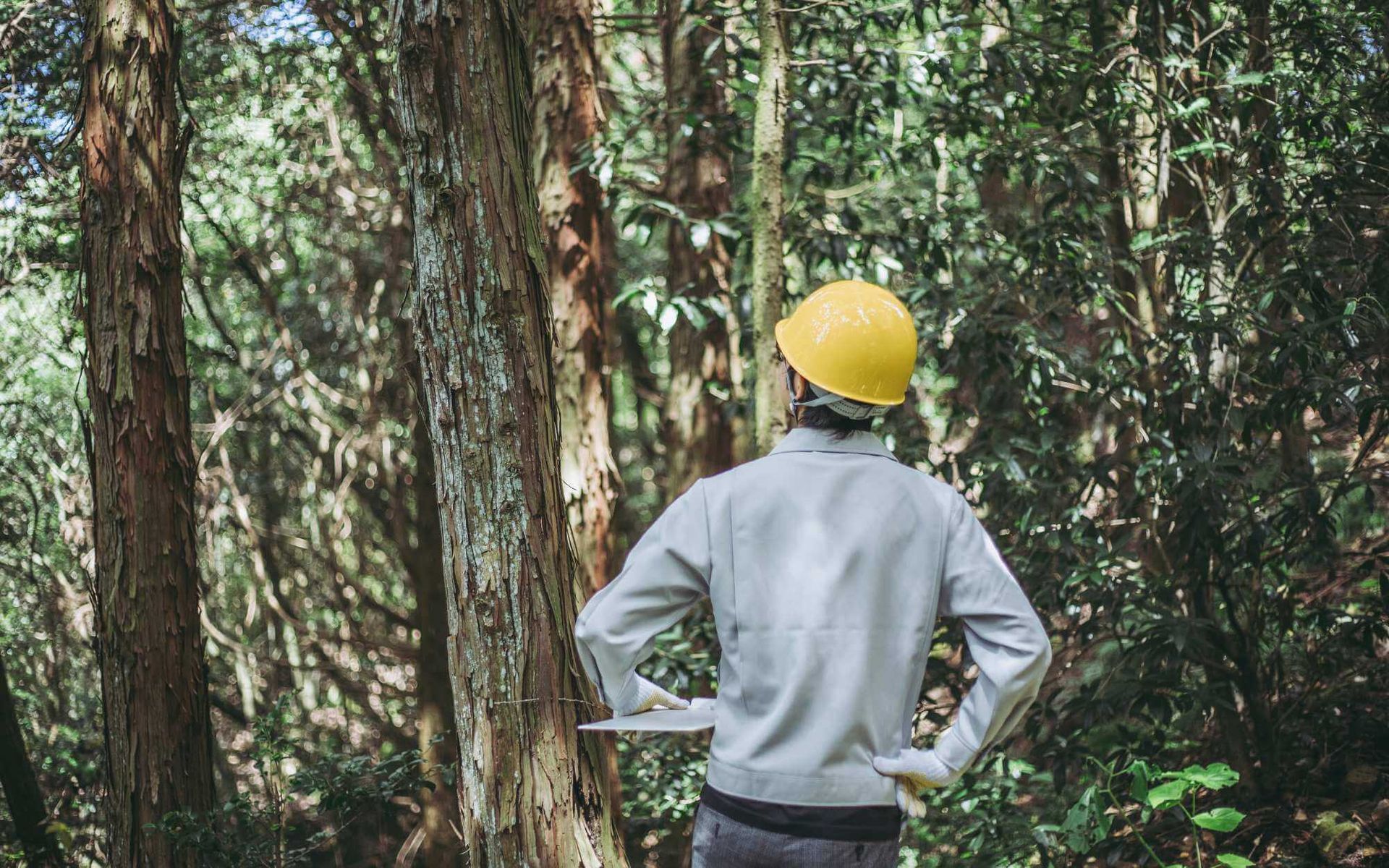 Understanding Community Involvement in Urban Tree Management