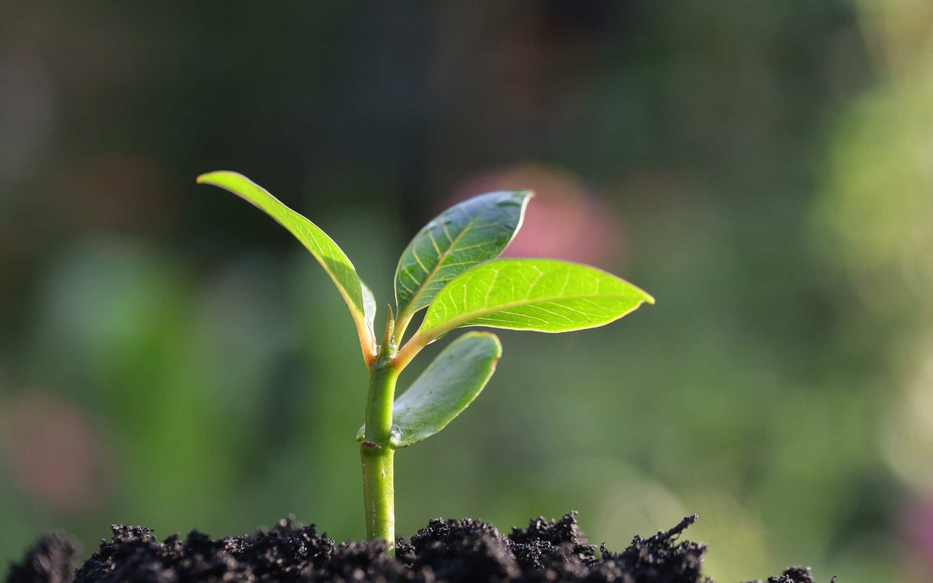 A Guide to Promoting Growth with Tree Growth Regulators