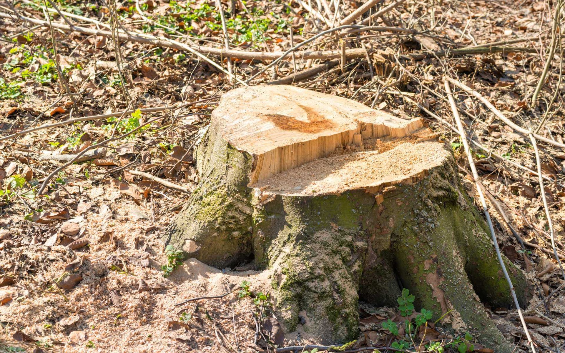 Breaking Down the Stump Removal Cost and Factors