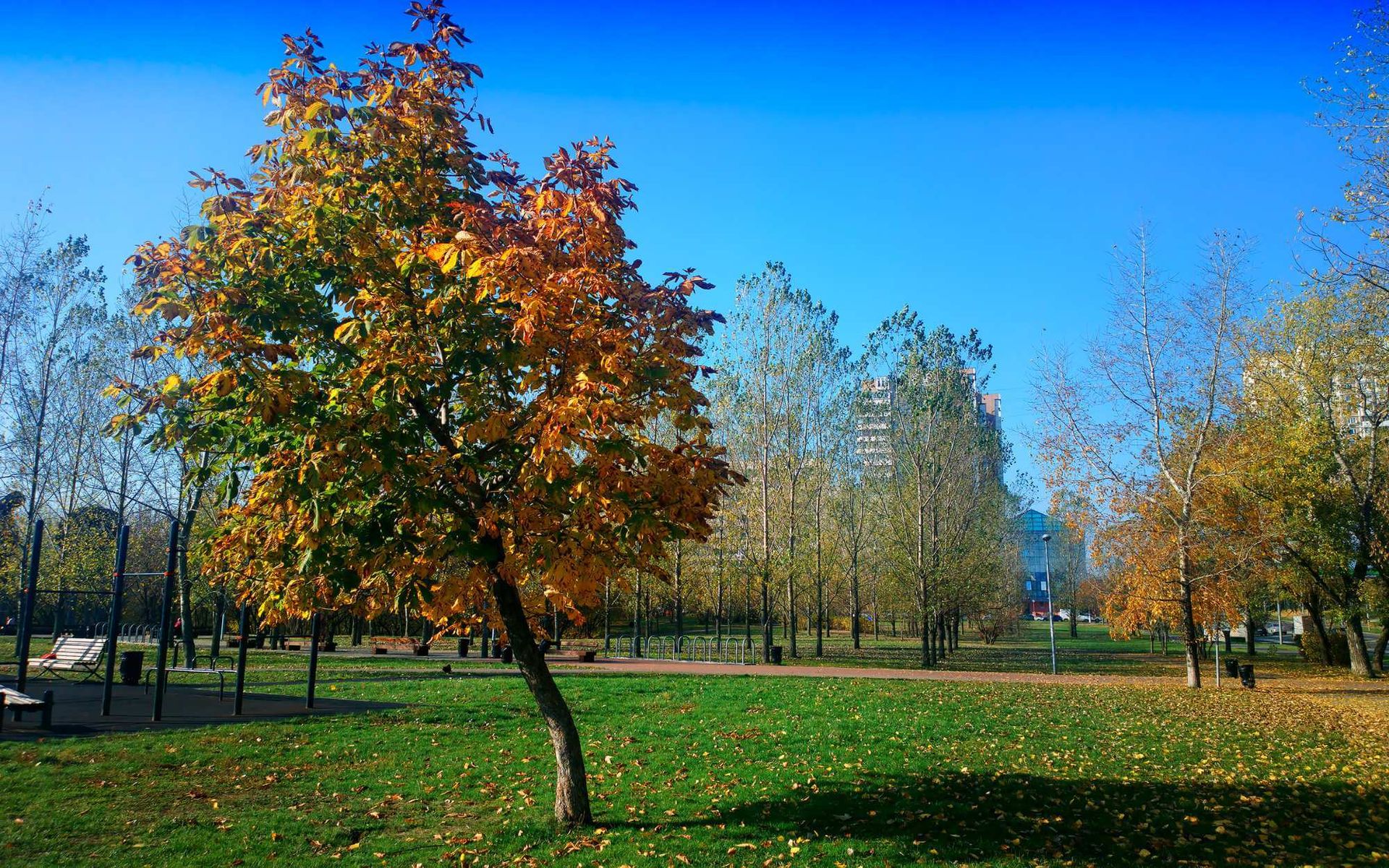 Minimizing Tree Hazards with Arborist Tree Risk Assessment