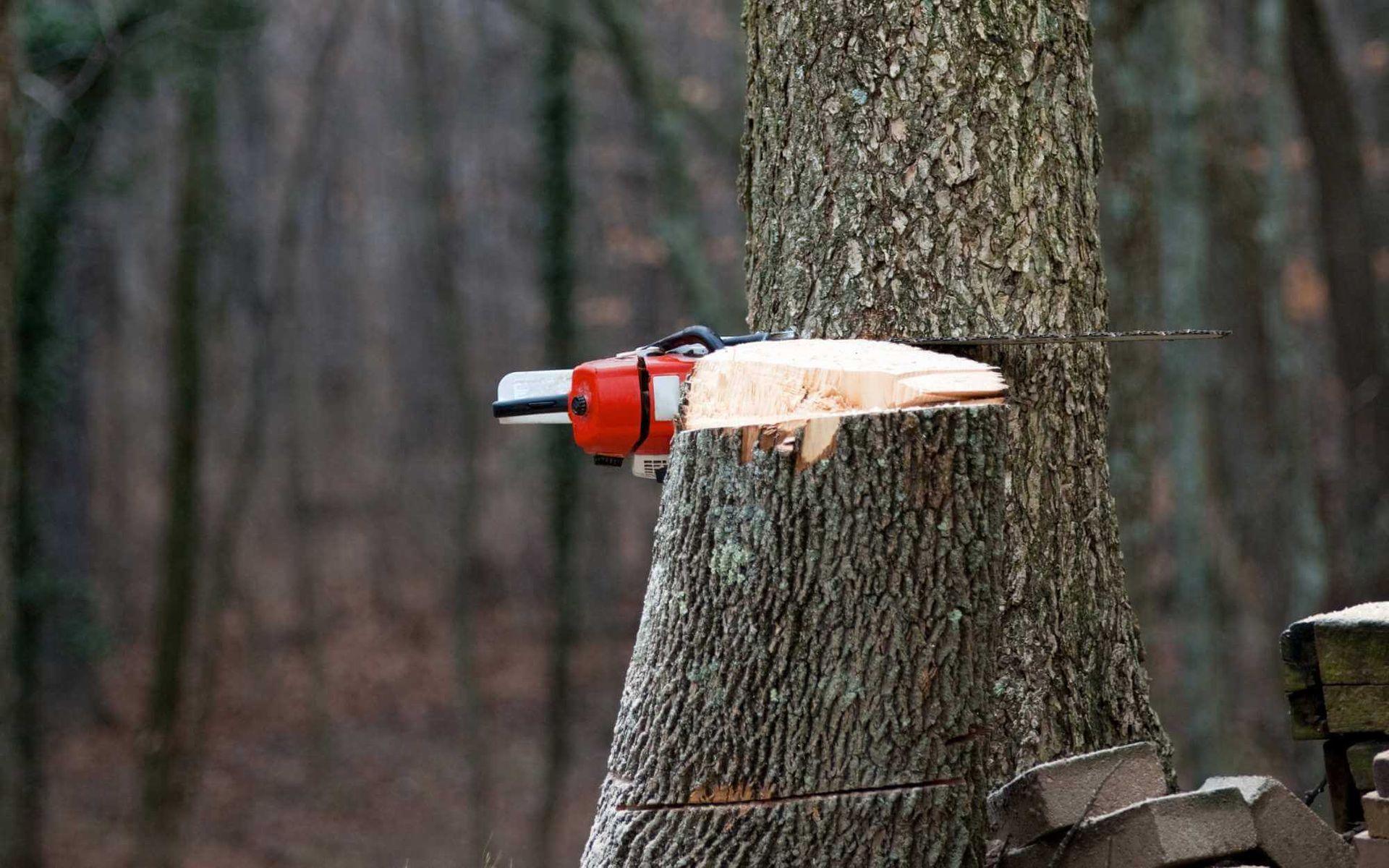 Your Guide to Tree Removal Permits and Processes