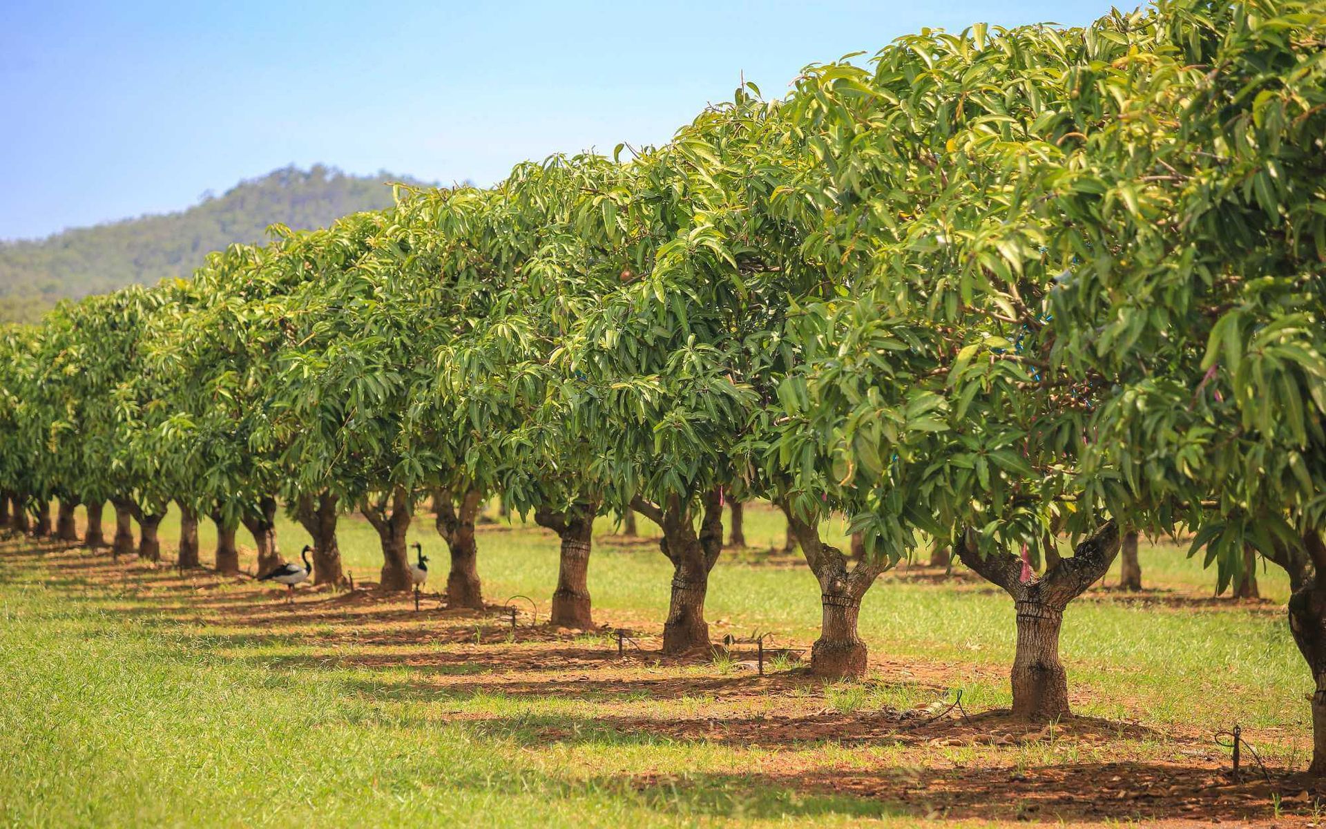 Tree Health Assessment for Fruit Orchard Management
