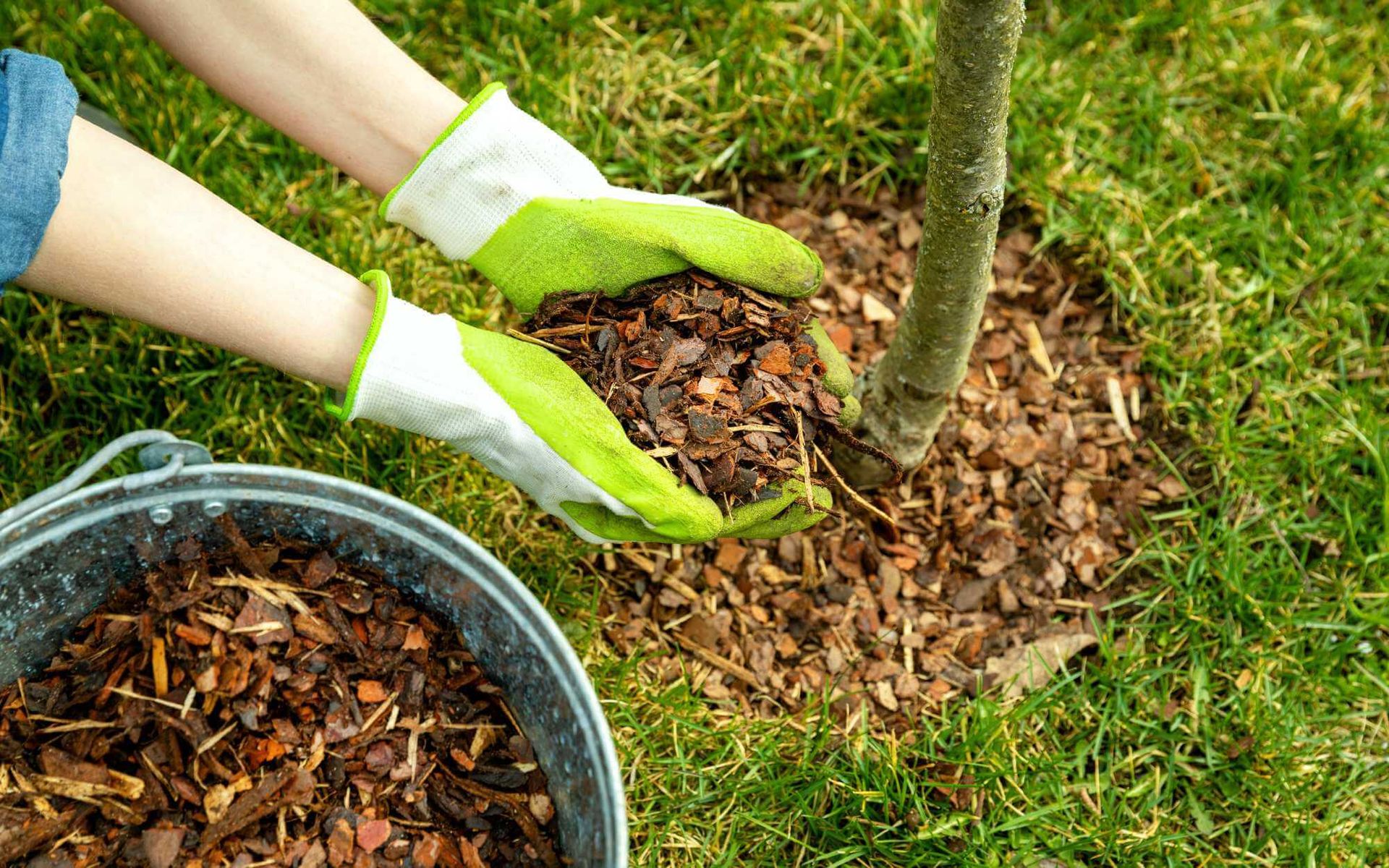 Mulching Marvels: Benefits of Placing Mulch Around Trees
