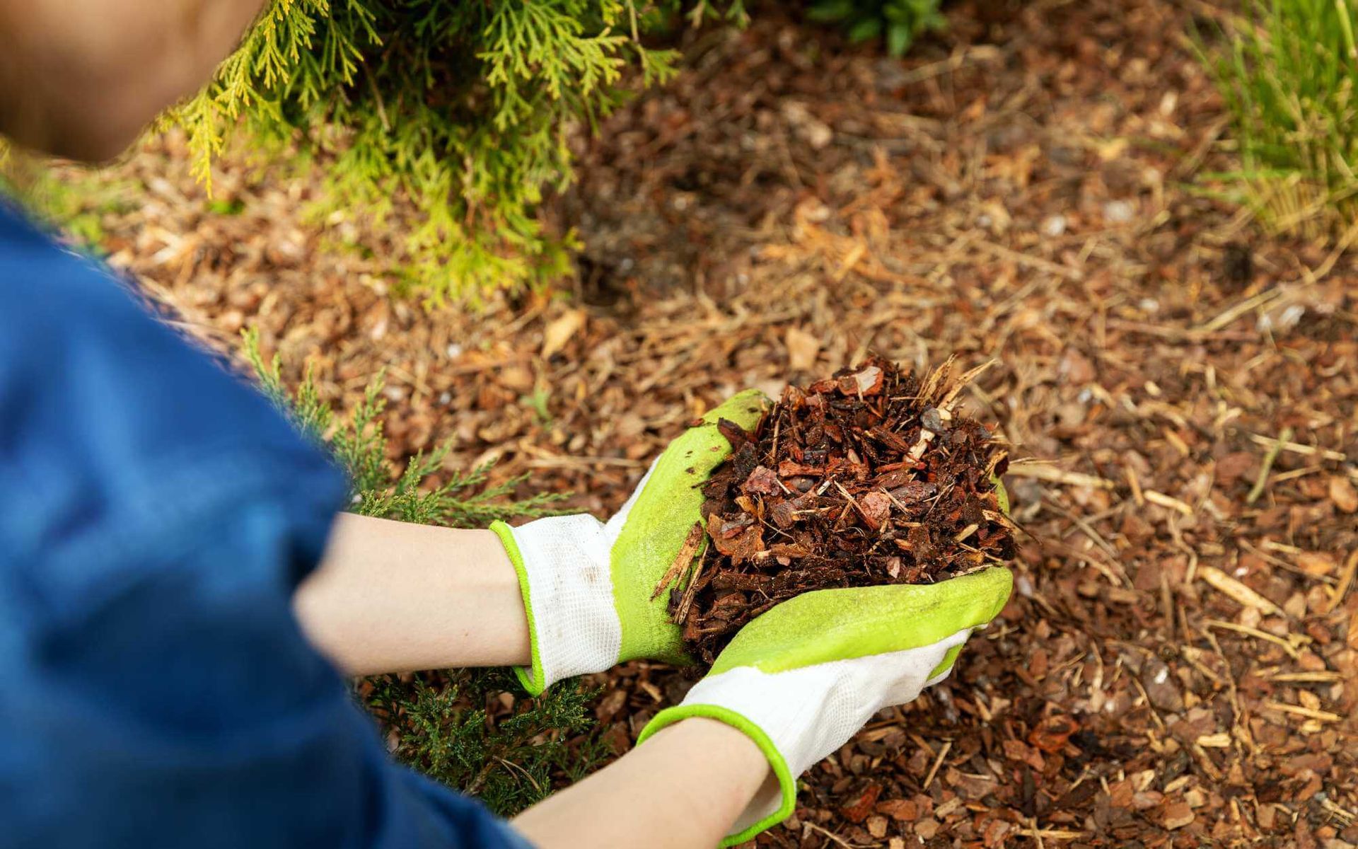 Mulching 101: A Primer to Properly Mulch Around Young Trees