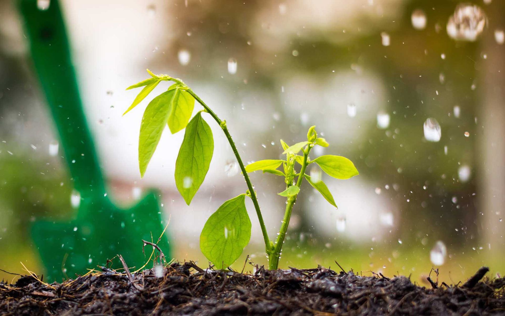 The Science and Application of Tree Growth Regulators