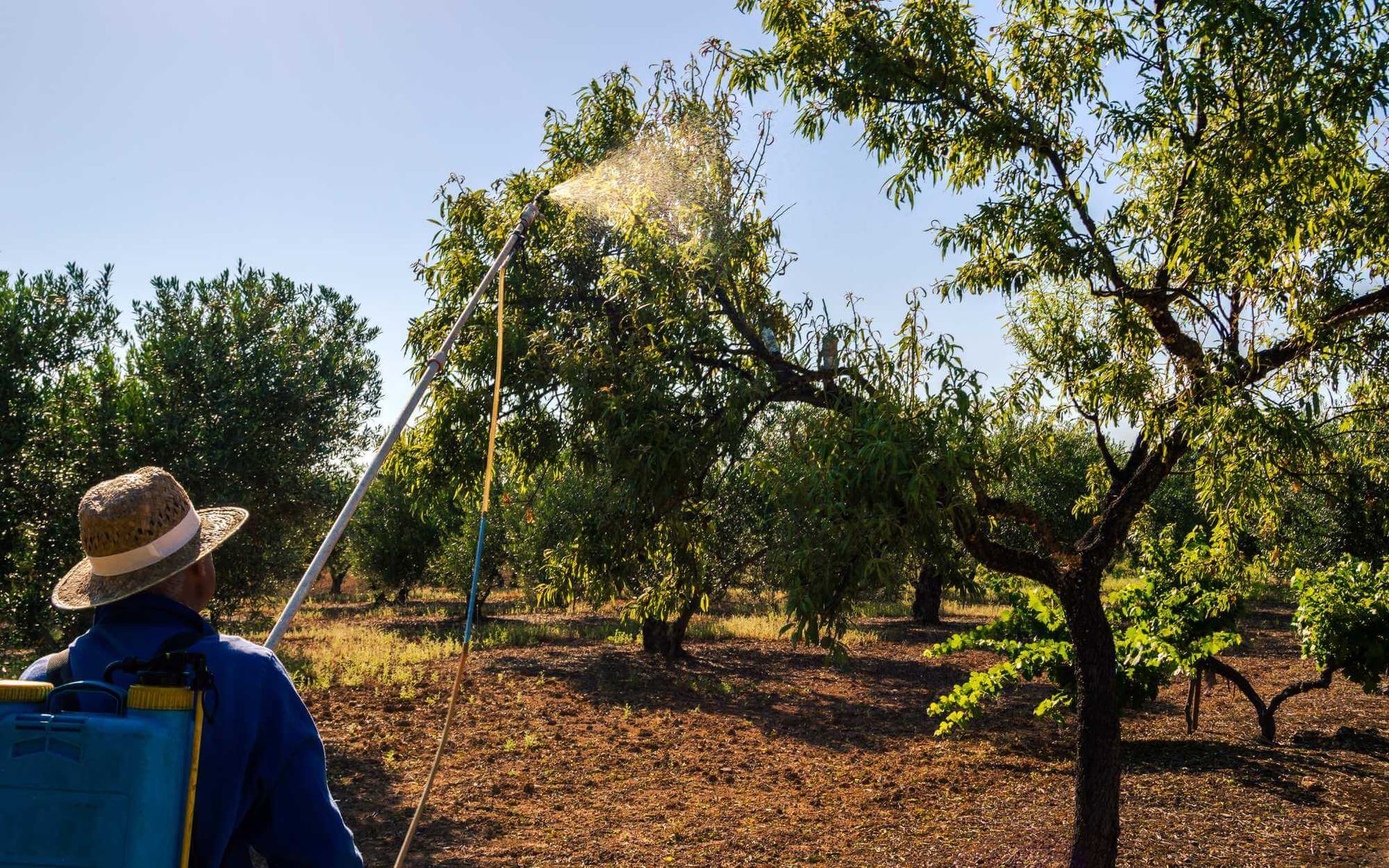 A Guide to Promoting Growth with Tree Growth Regulators