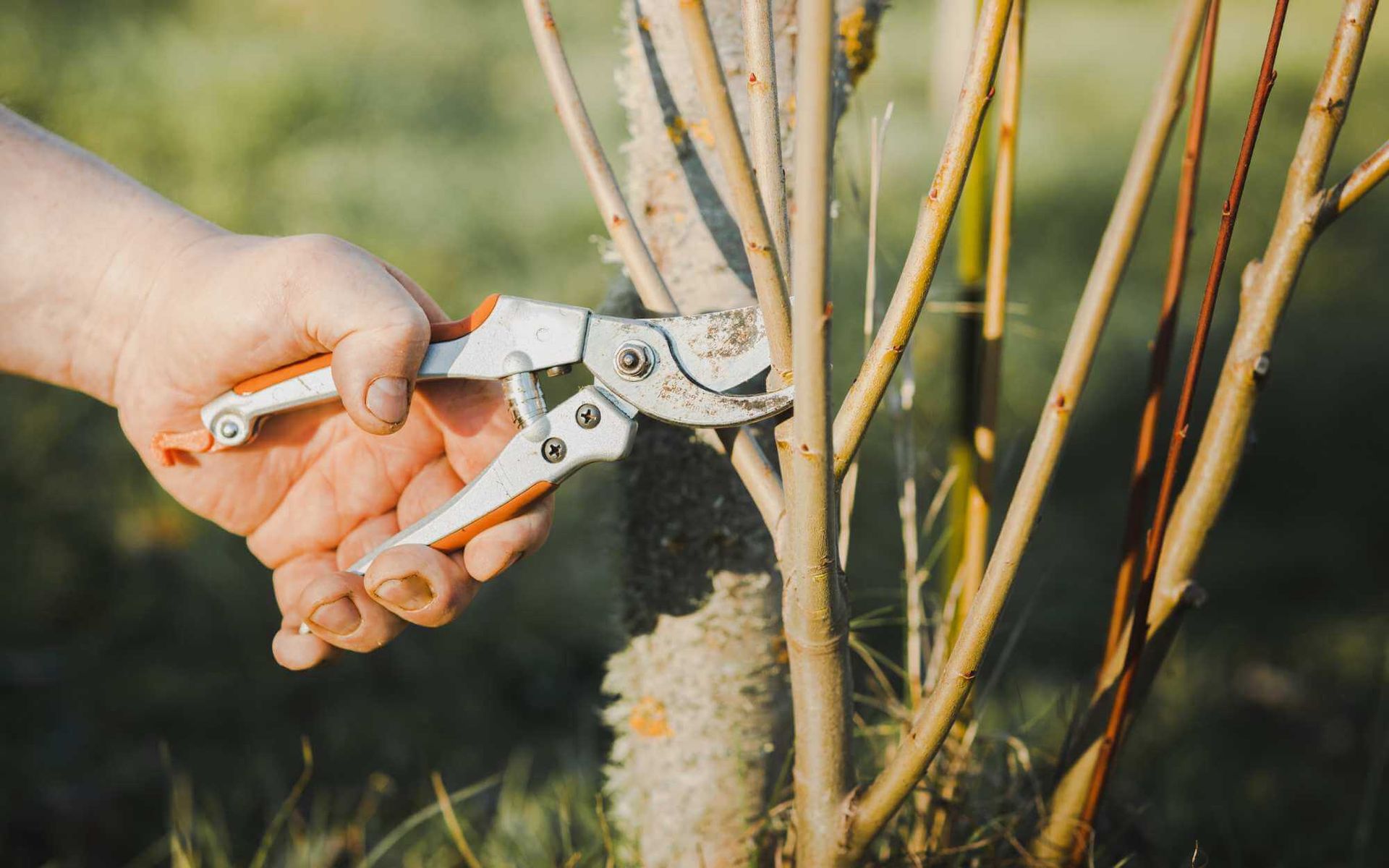 A Healthy Start: Pruning Young Trees for Strong Structure