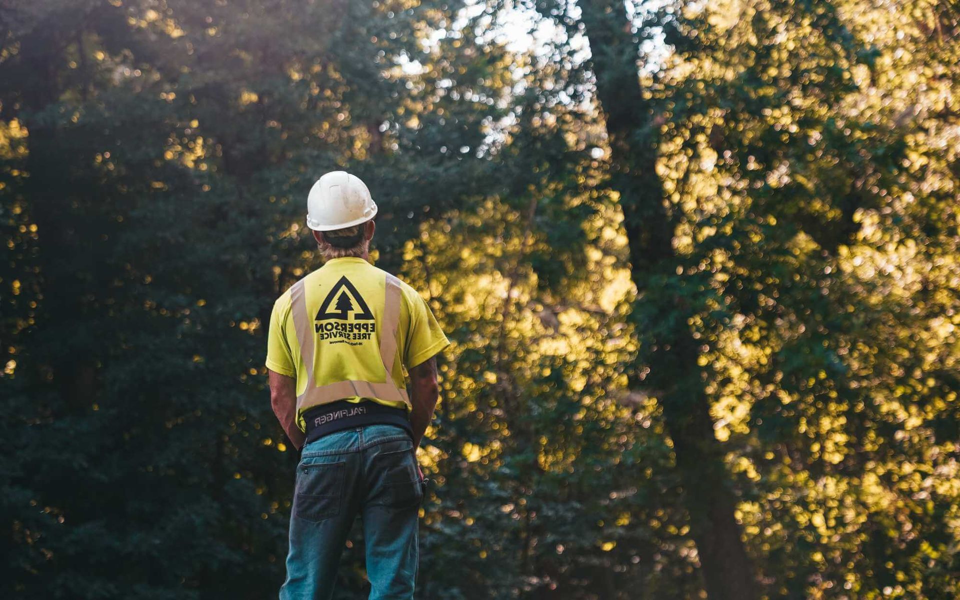 Tree Safety 101: Expert Tips for Identifying Unsafe Trees