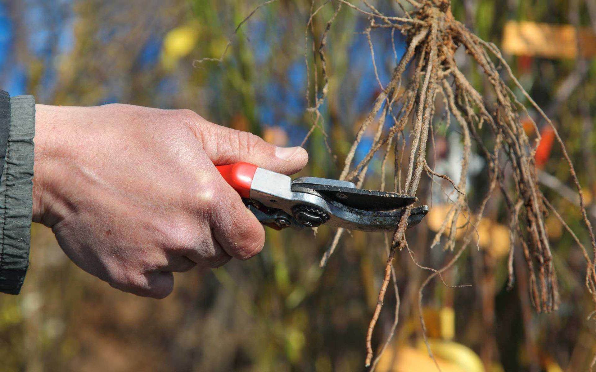 Root Care 101 Tips For Nurturing Healthy Tree Root Systems