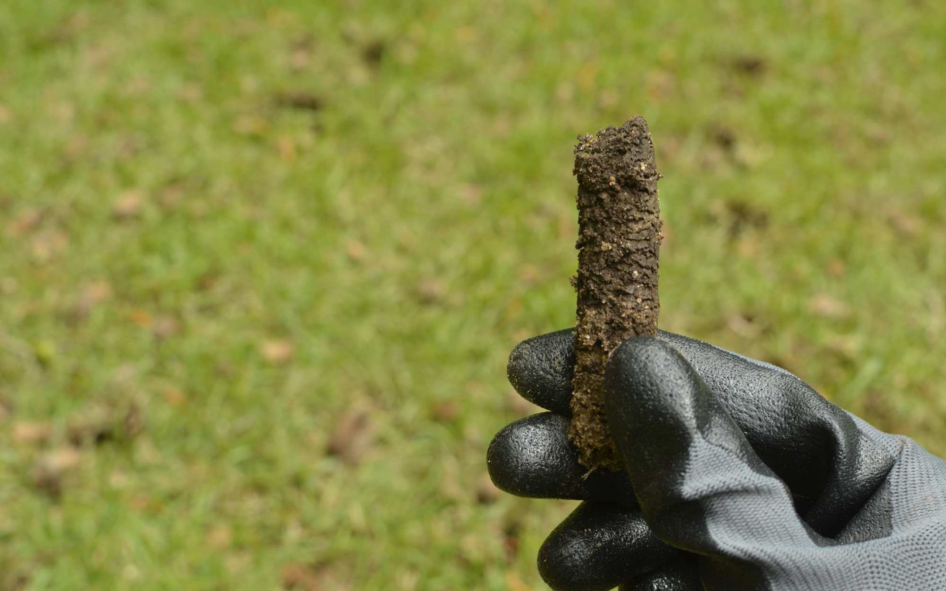 Understanding the Importance of Soil Aeration for Trees