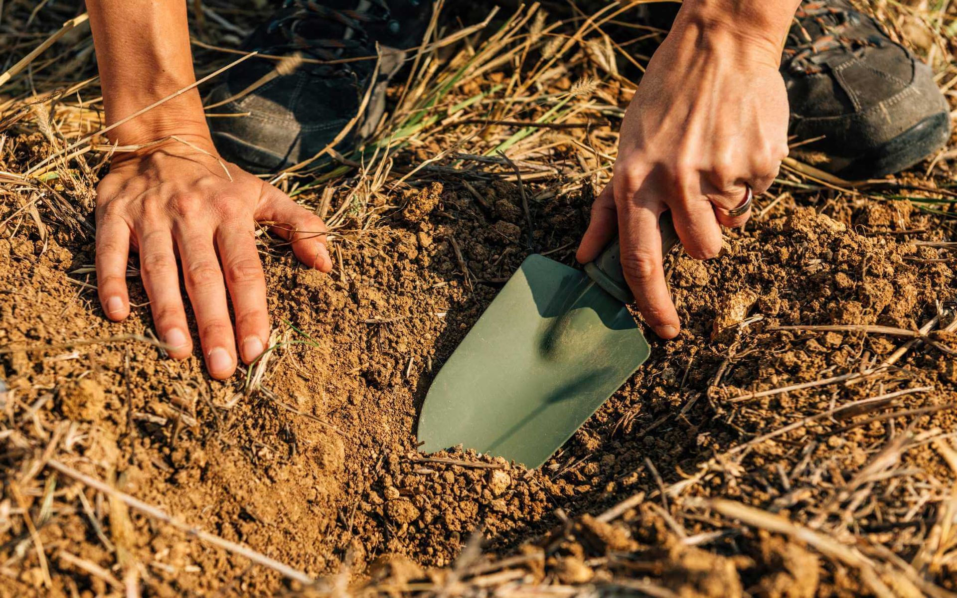 The Importance of Tree Health Assessment and Soil Analysis