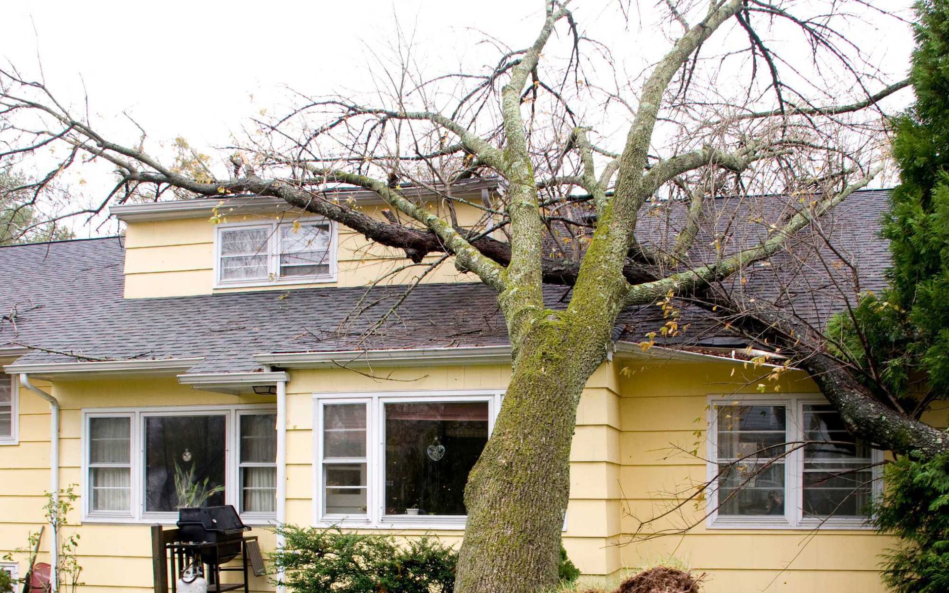 The Importance of Fast and Safe Storm-Damaged Tree Removal