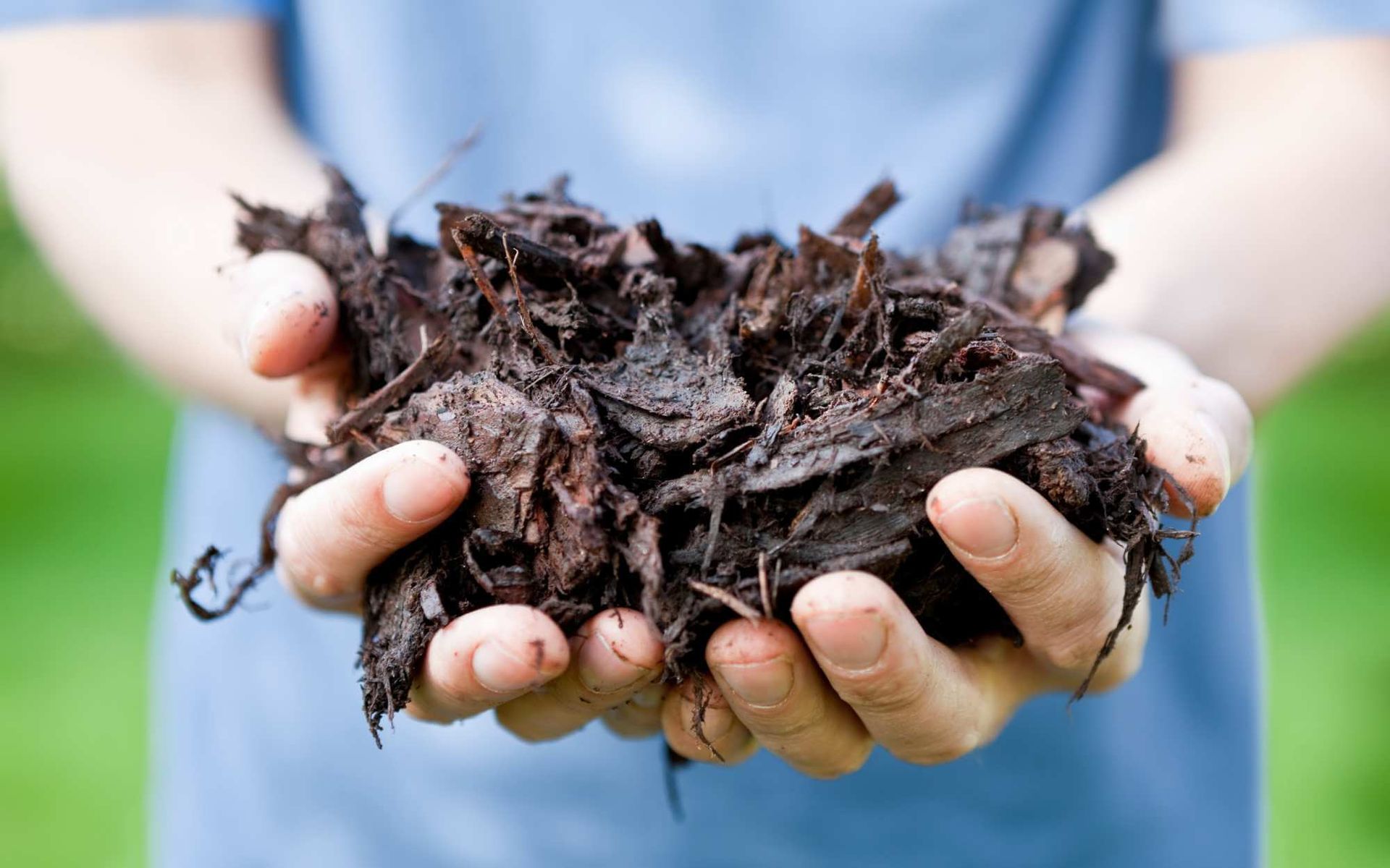 Exploring Types of Mulch and Their Impact on Tree Health