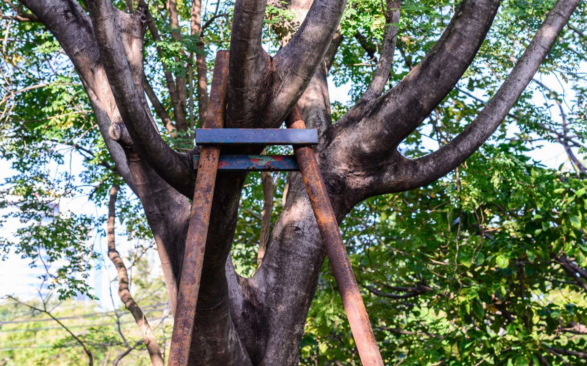 Breaking Down the Tree Cabling and Bracing Cost and Process