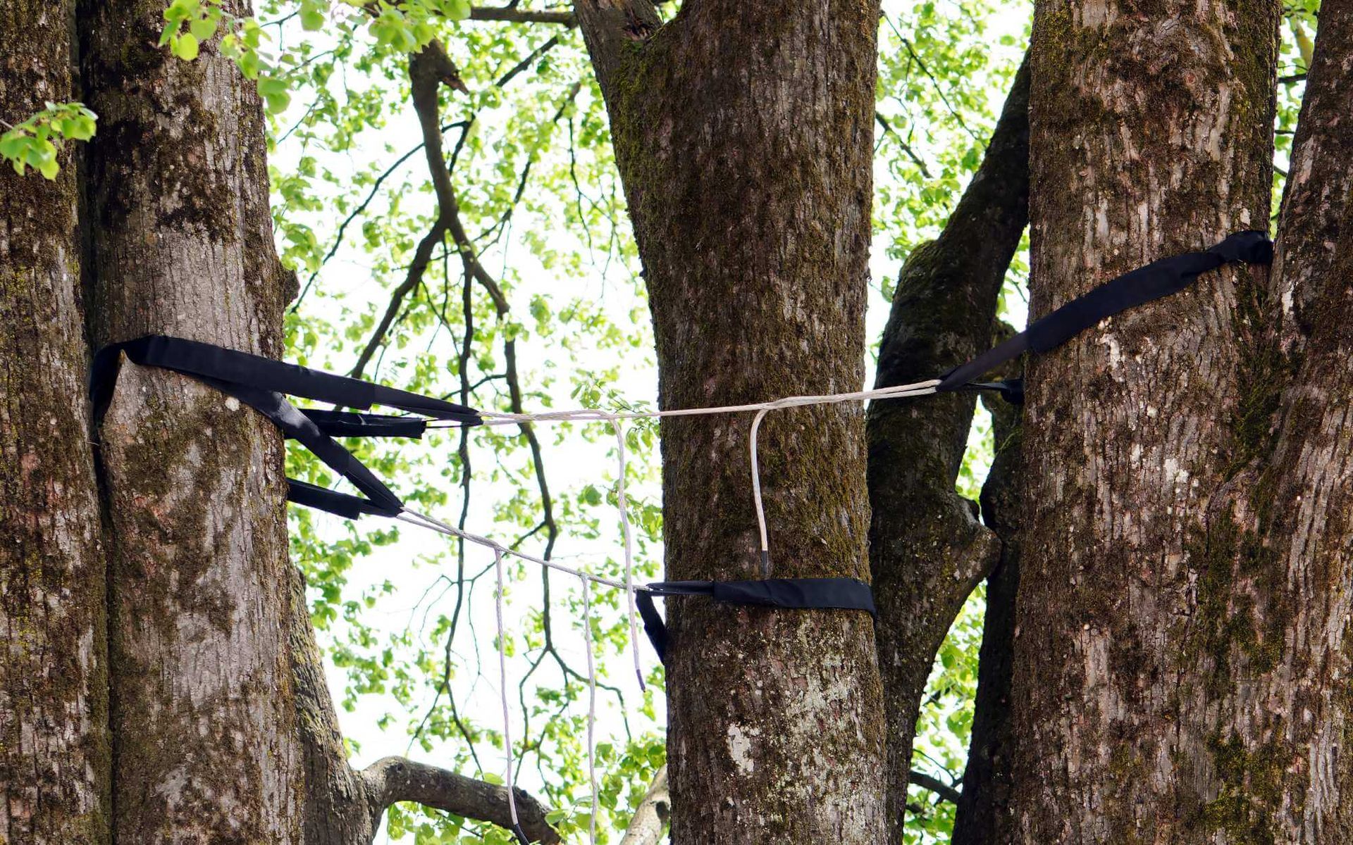 A Guide to Strengthening Trees with Cabling and Bracing