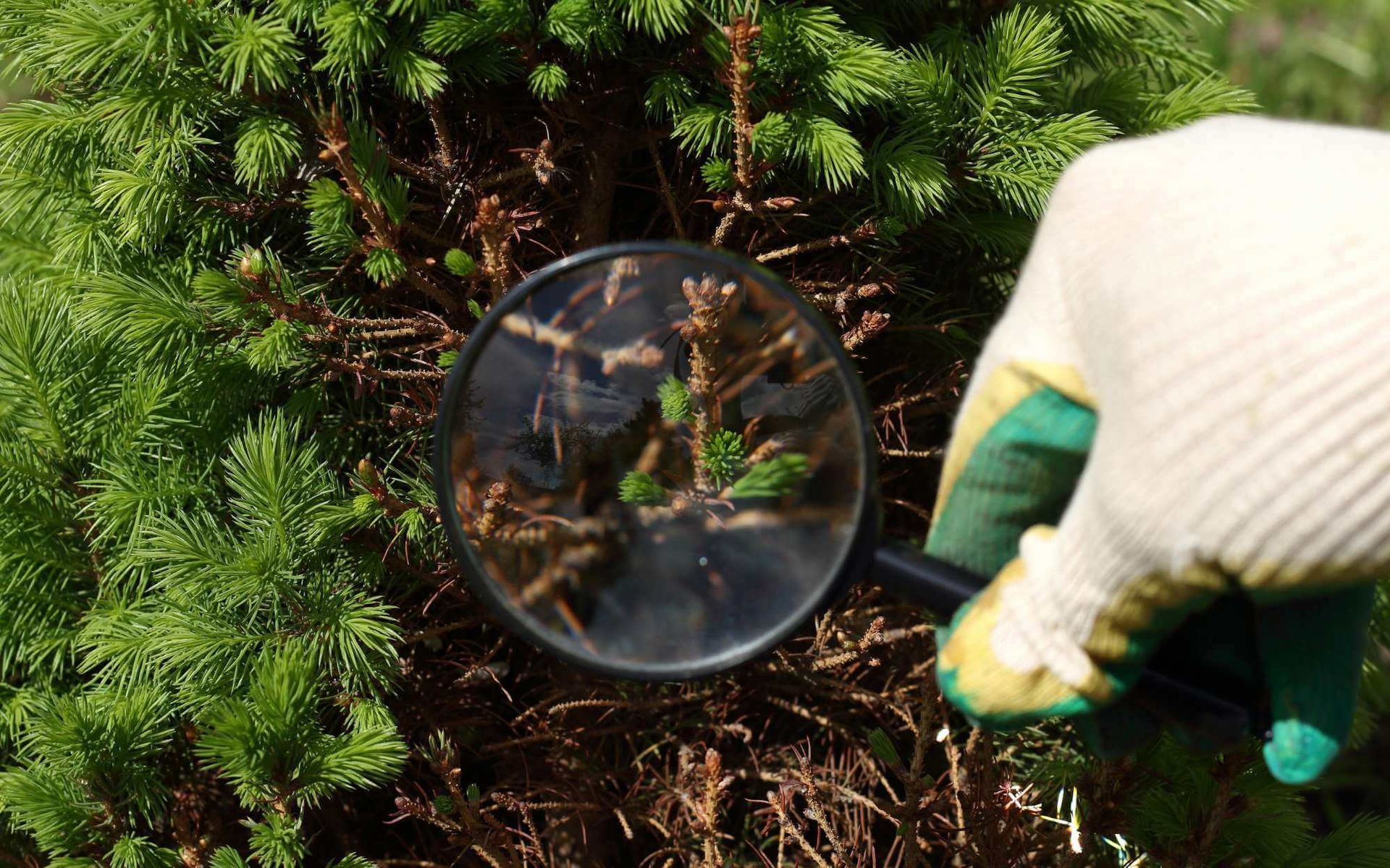 The Importance of Tree Health Assessment and Soil Analysis