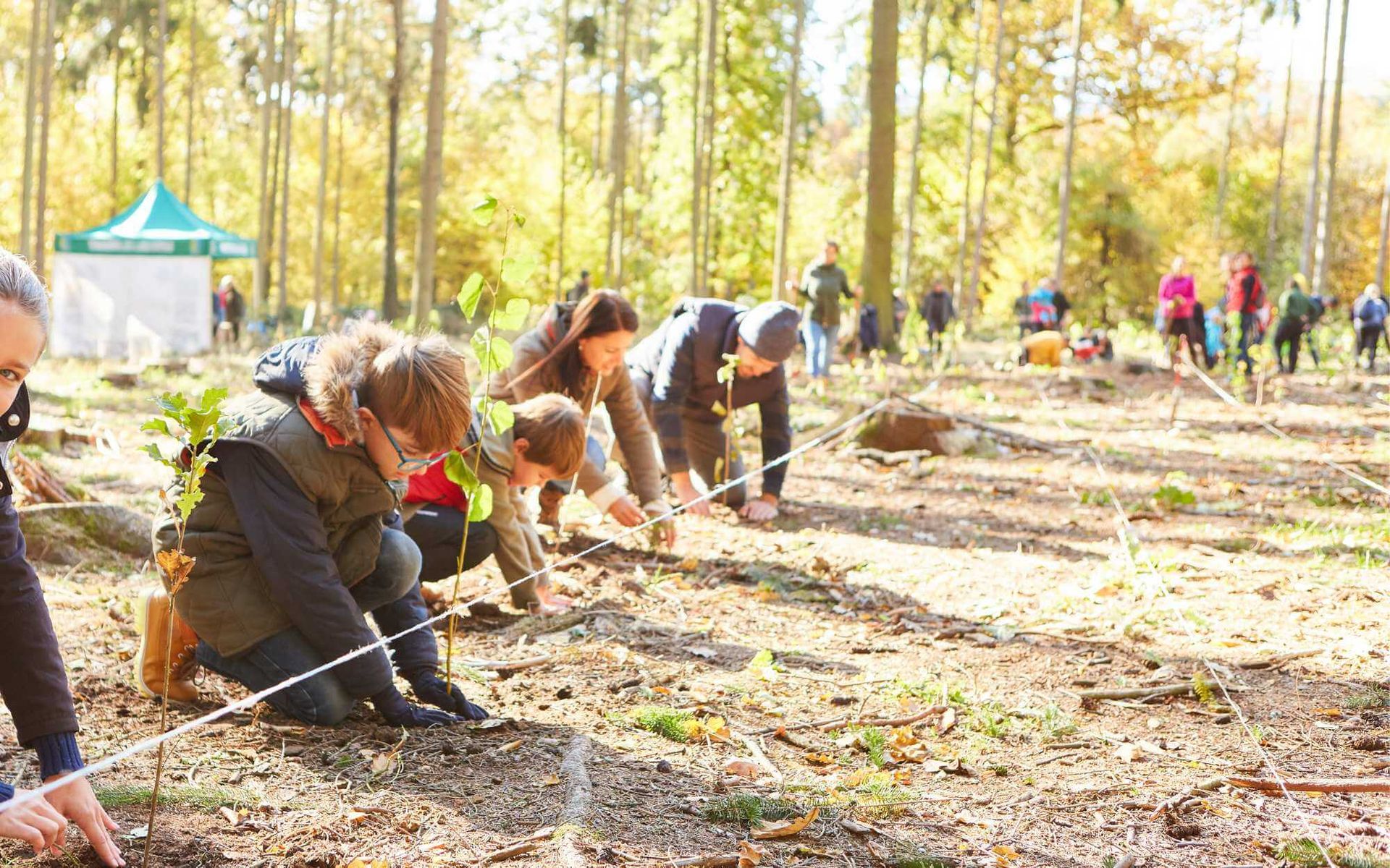 Understanding Community Involvement in Urban Tree Management