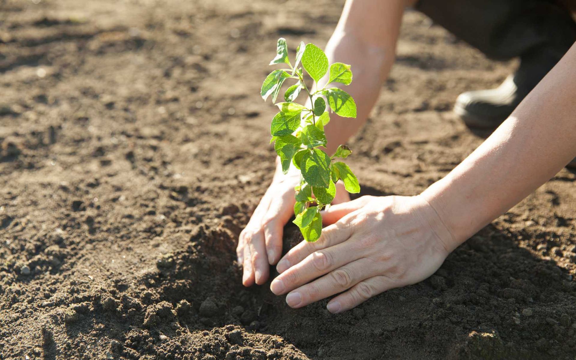 Planting in South Florida: Climate-Specific Tree Guidelines