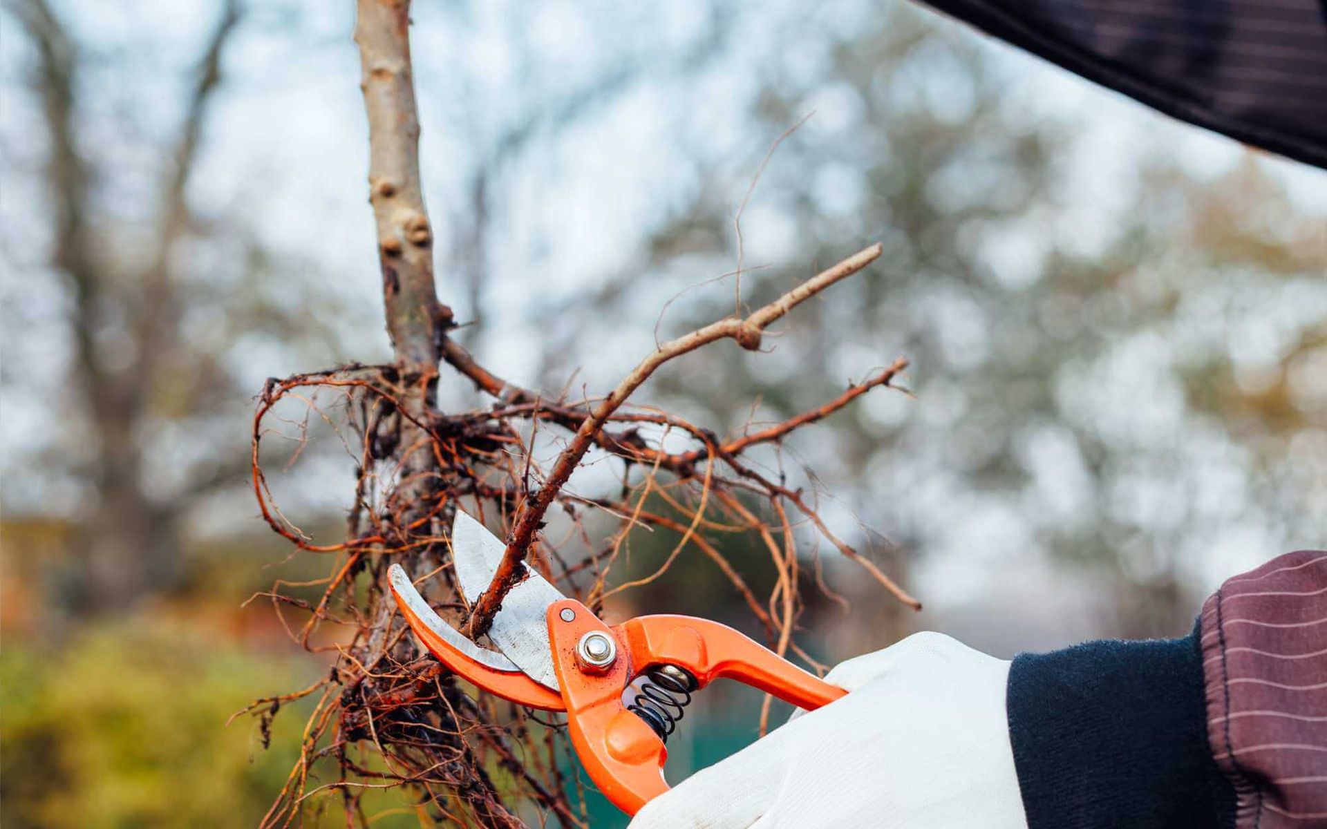 The Art of Root Pruning for Optimal Tree Growth
