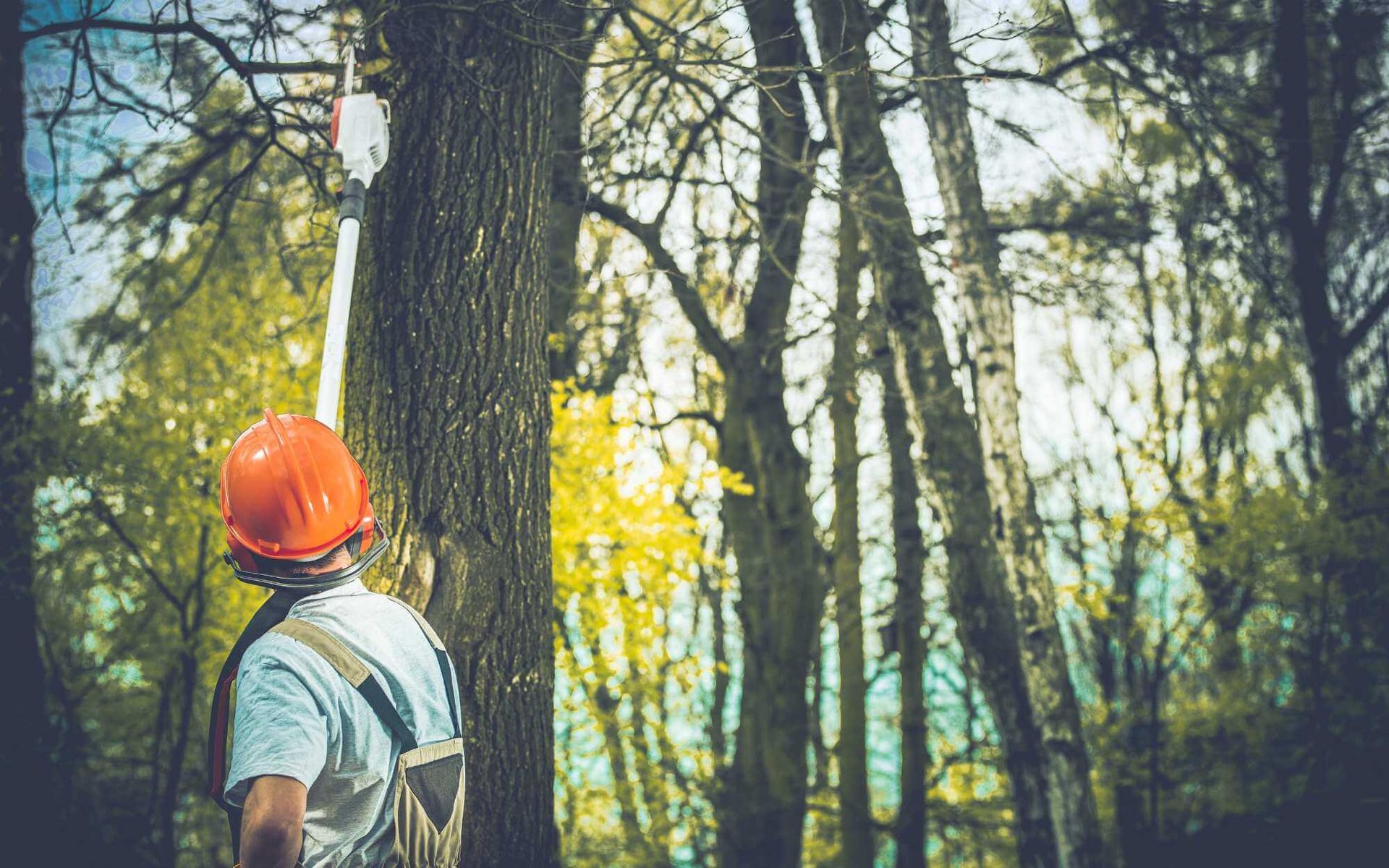 Recognizing Visual Indicators of Unhealthy Trees