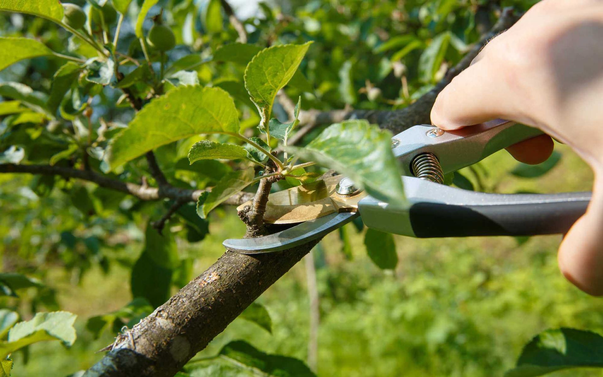 A Healthy Start: Pruning Young Trees for Strong Structure