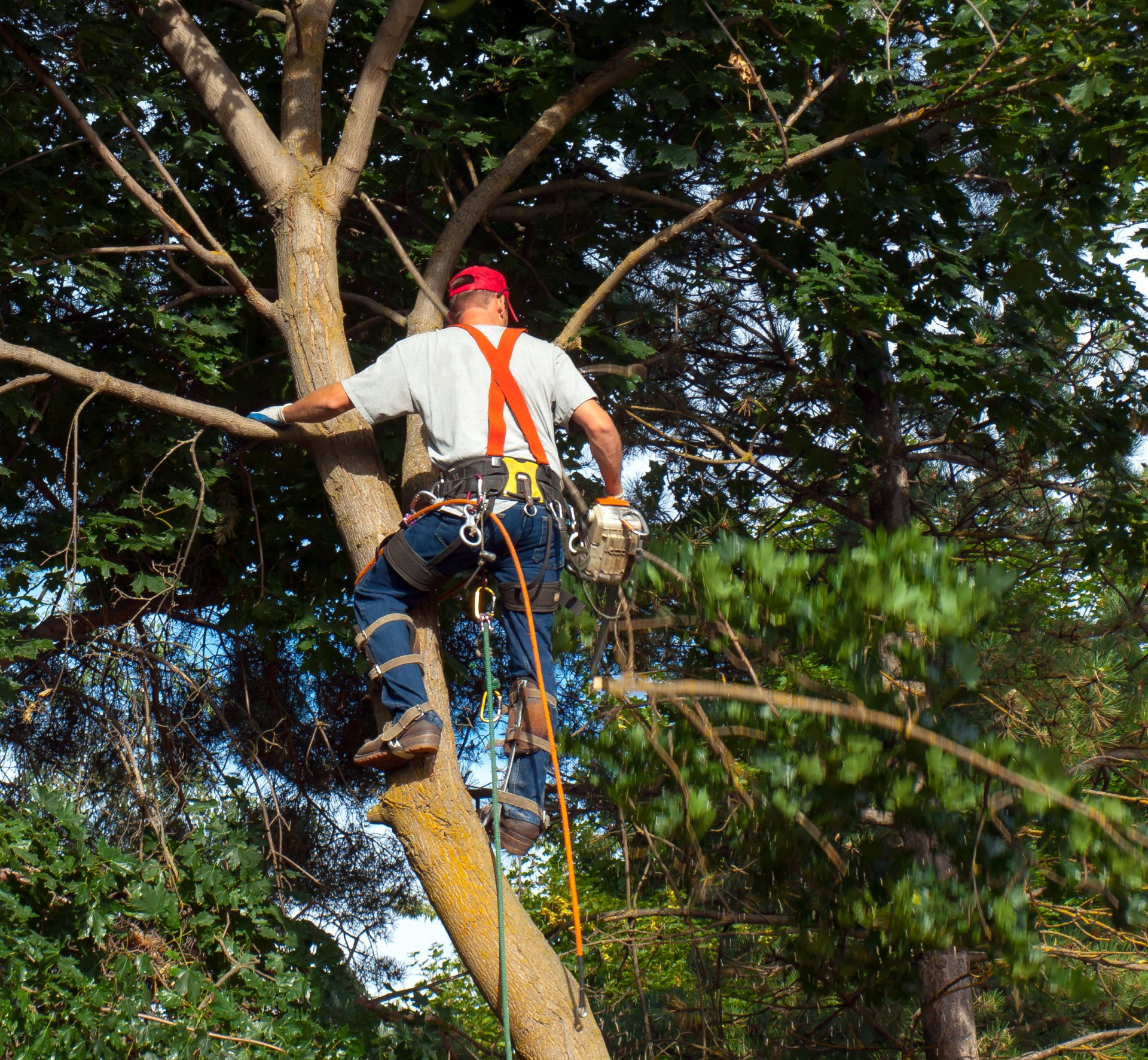 What is Pruning? The Importance & Benefits of Tree Pruning