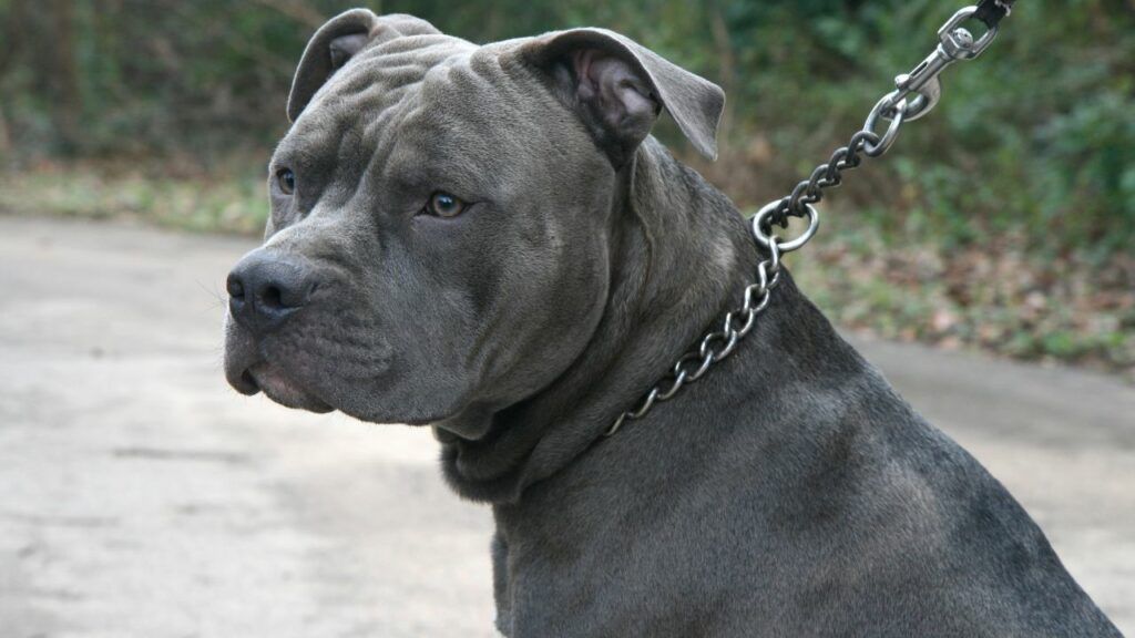 Dog Attacks by Breed 2024 – Dog Bite Statistics & State Fatality Data