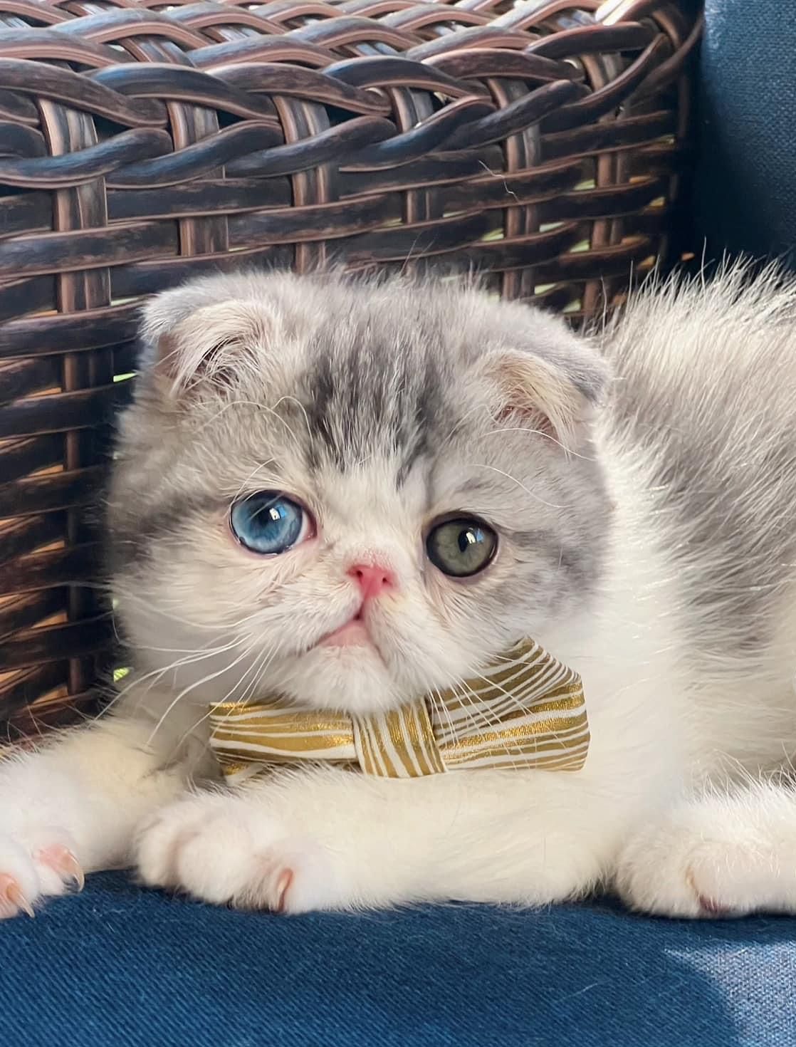 Adult Exotic Shorthair | United States | Bellamoree Exotics