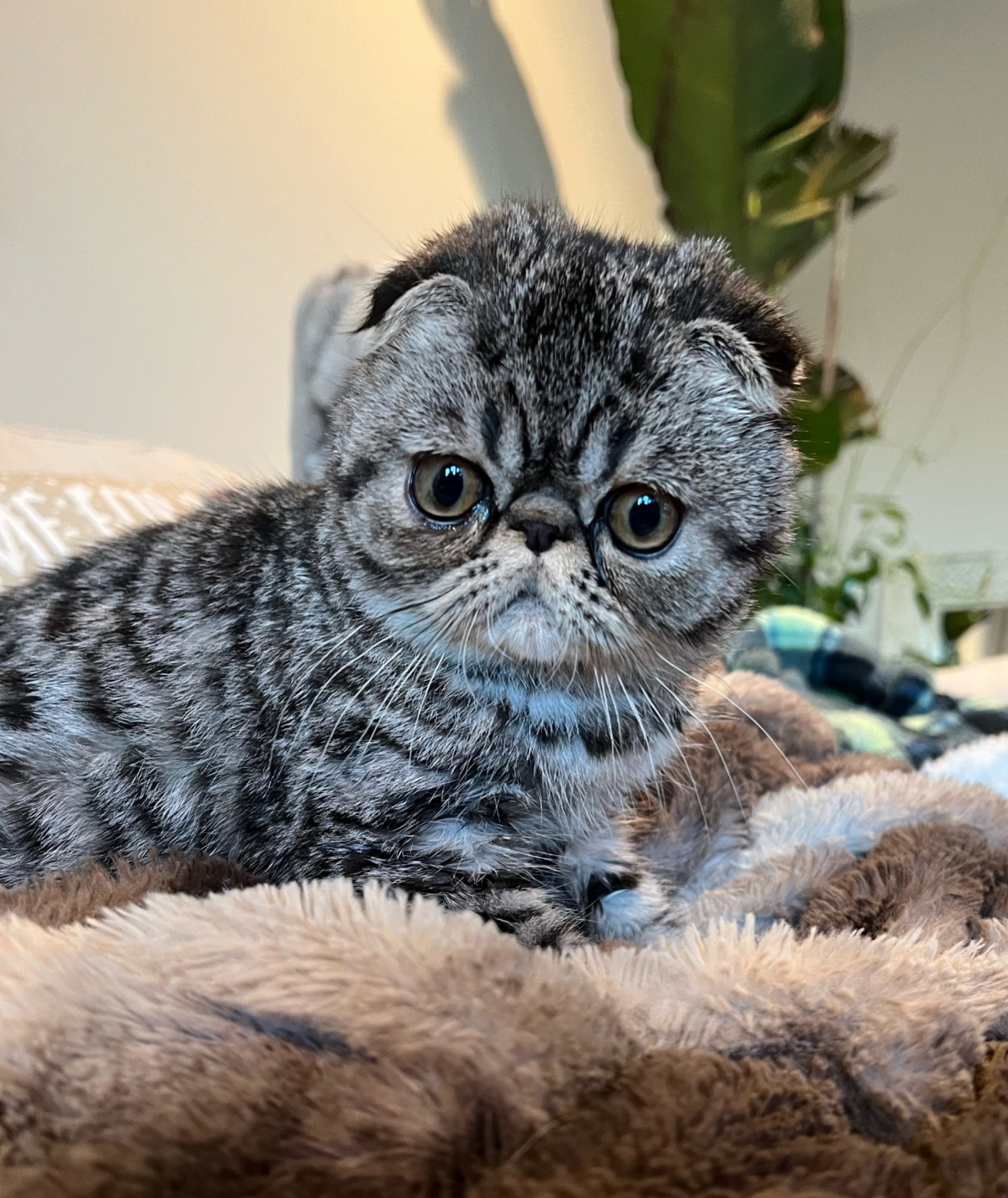 Adult Exotic Shorthair | United States | Bellamoree Exotics