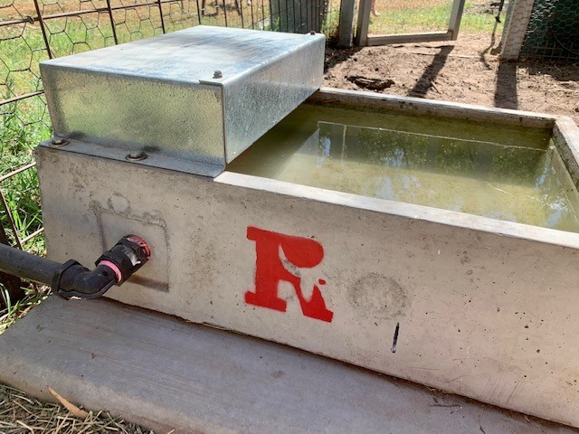 Dog water trough