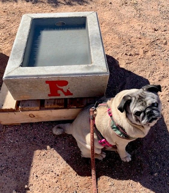 Dog/chook water trough - small