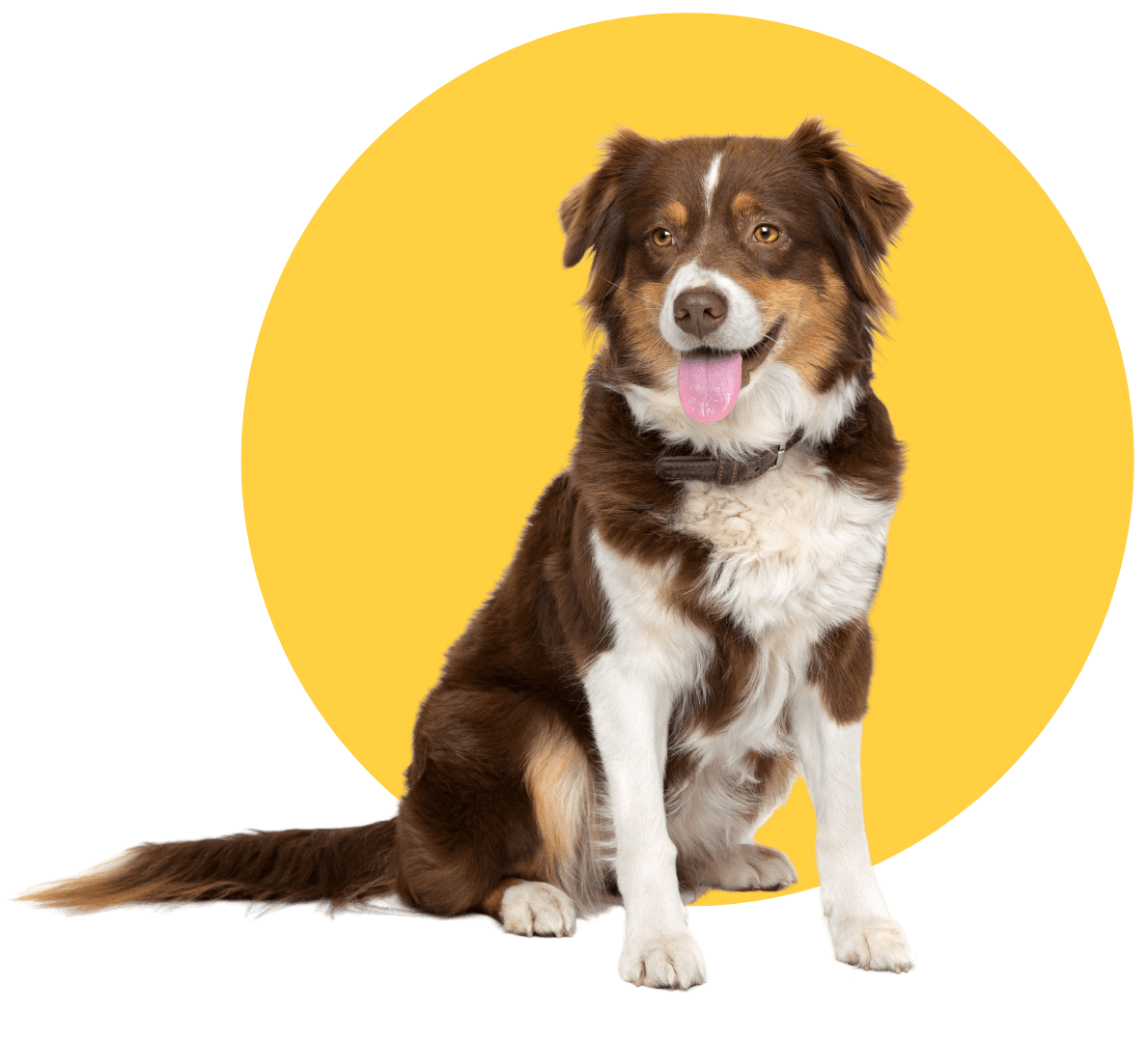 Kansas City K9 Academy | Kansas City's Premier Dog Training