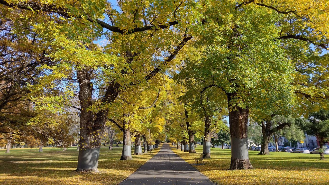 Why Tree Canopies Matter: Nature’s Umbrella Explained