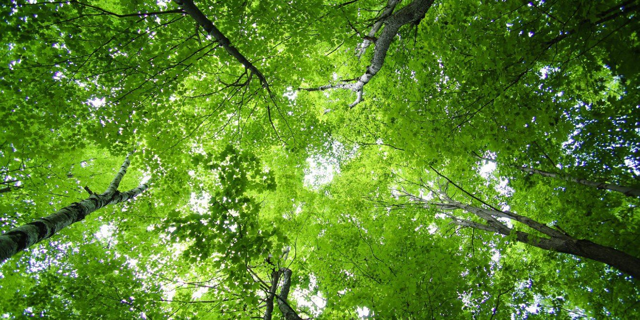 Why Tree Canopies Matter: Nature’s Umbrella Explained
