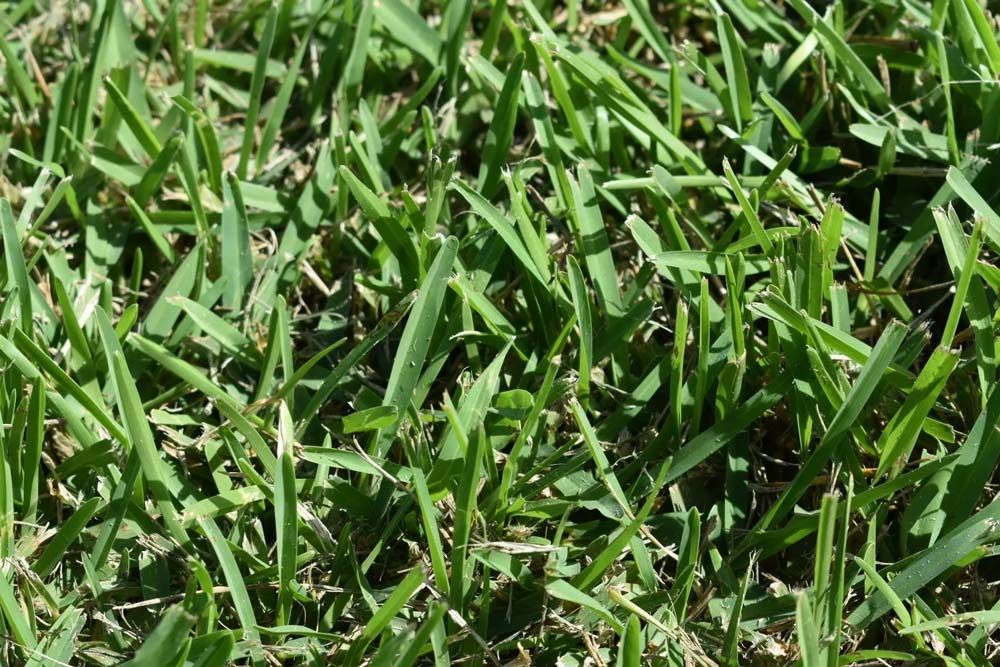 Turf in Cairns | Tropical Lawns