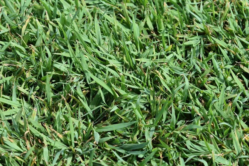 Turf in Cairns | Tropical Lawns