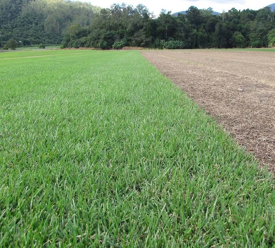 Turf in Cairns | Tropical Lawns