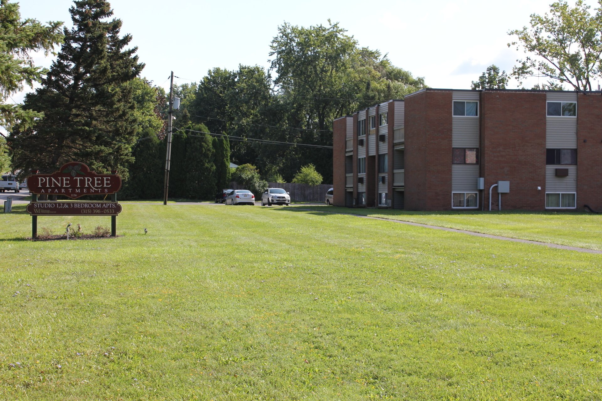 Pine Tree | Meridia Living | Syracuse, NY