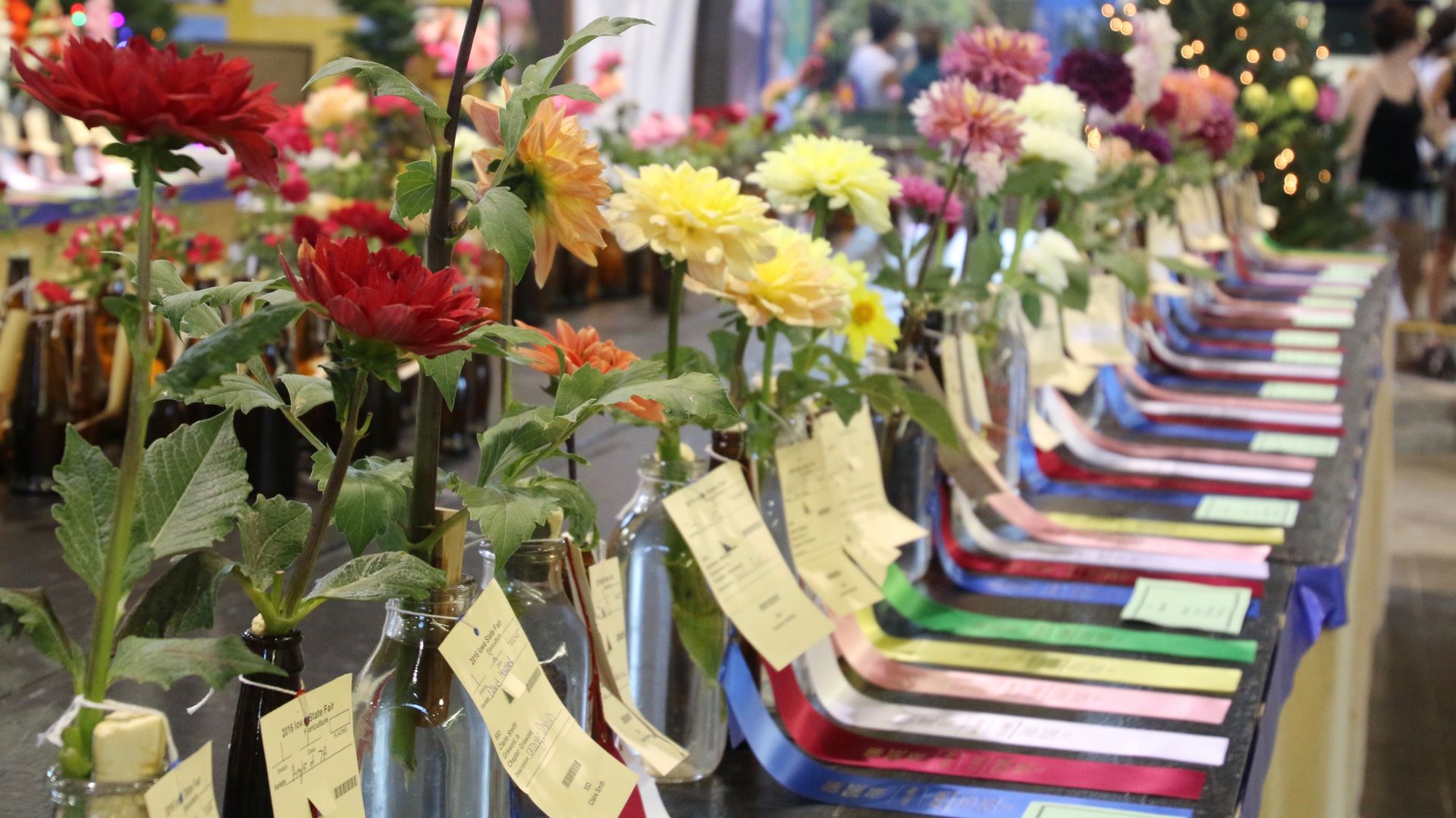 Welcome to the Houston County Fair