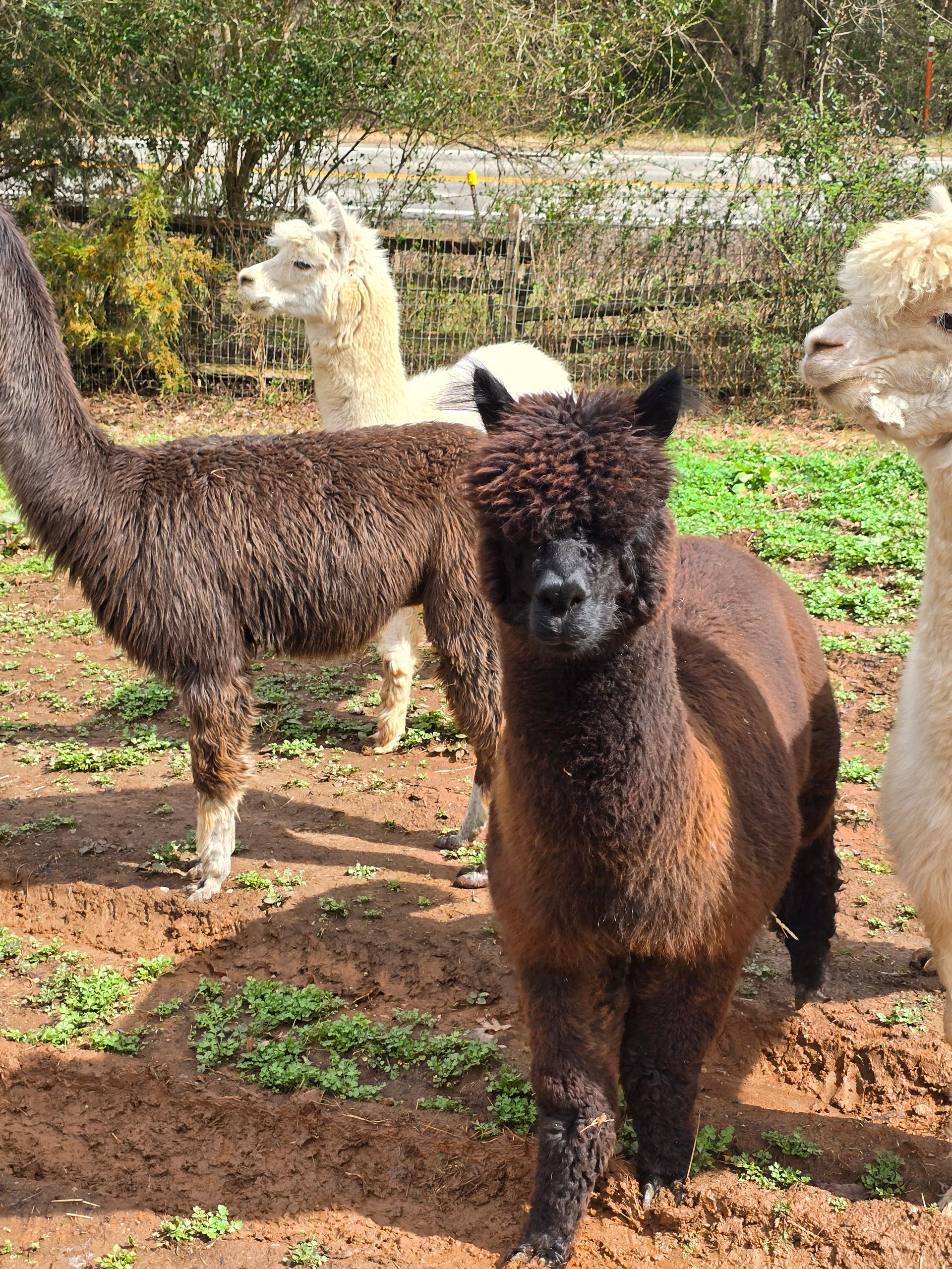 The Alpacas Are Here!