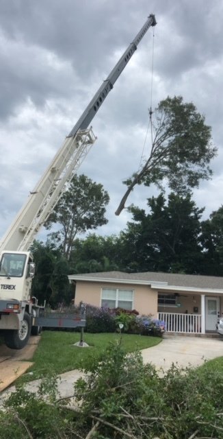 Tree Trimming in St Petersburg, FL | On Demand Tree Service