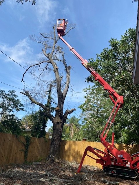 Tree Trimming in St Petersburg, FL | On Demand Tree Service