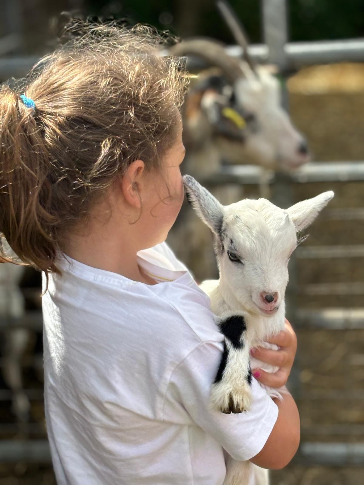 The Farm Park at Warren Mill Farm, Cowbridge