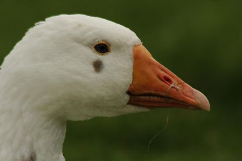 Home [warrenmillfarm.co.uk]