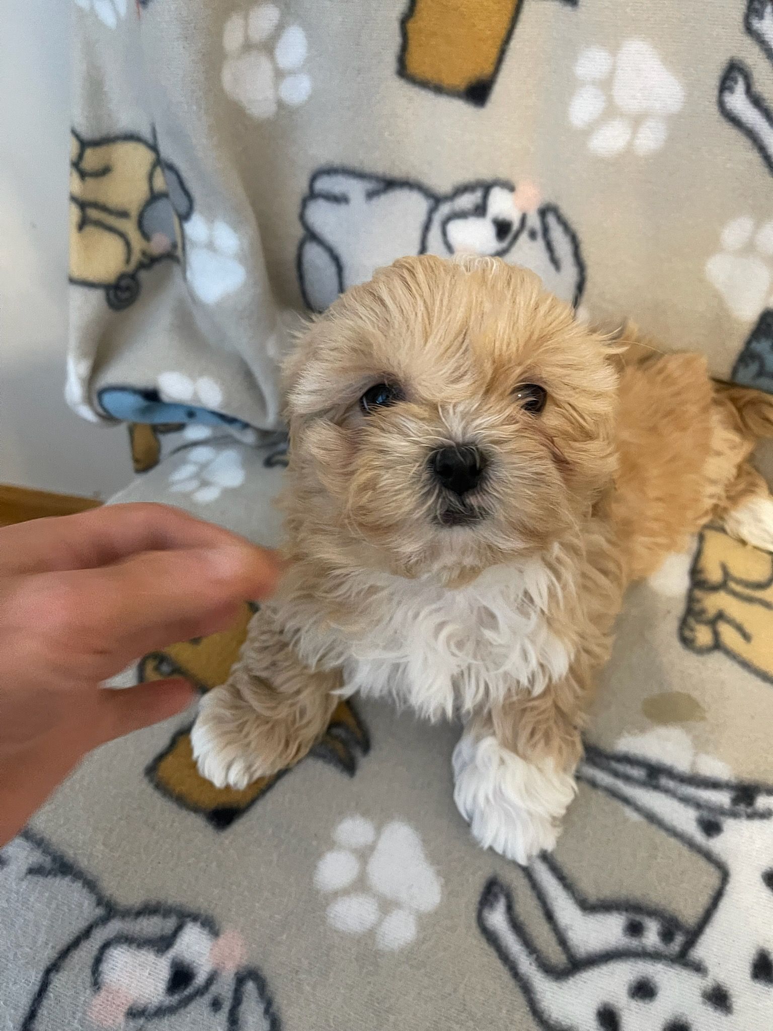 Available Puppies | Hampshire, IL | 847-387-0994